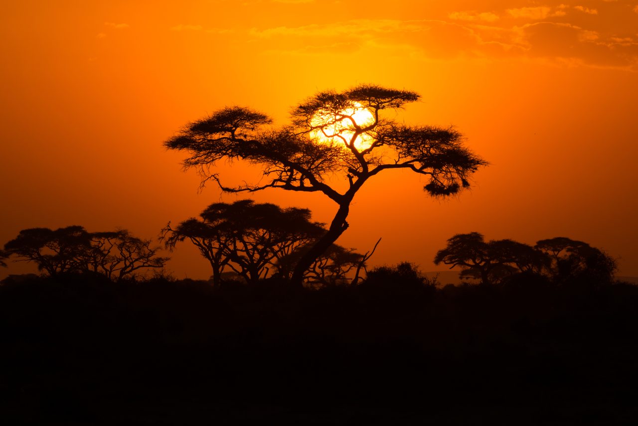 BACKDROPS | SABackdrops